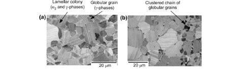 Sem Micrographs Of Duplex Type Microstructure With Globular Grains And