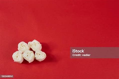 빨간 배경에 흰색 장미 꽃의 싹 여성의 날과 어머니의 날 해피 발렌타인 데이에 축하배경 기념일에 대한 스톡 사진 및 기타 이미지 기념일 길이 꽃 나무 Istock