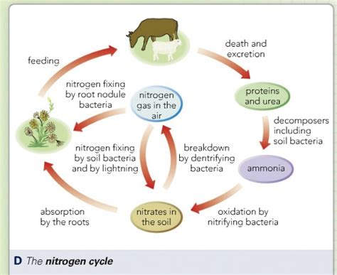 B1 Influences On Life GCSE Revision The Nitrogen Cycle