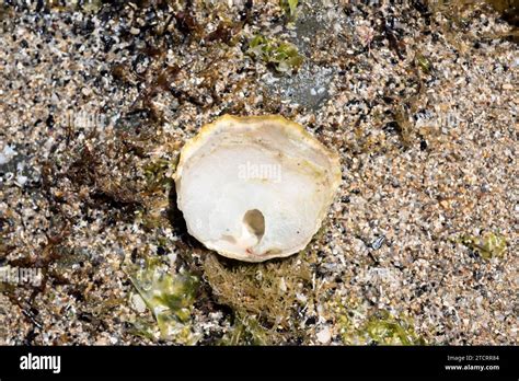 Jingle Shell Anomia Ephippium Is A Marine Bivalve Mollusk This Photo Was Taken In Cap Ras