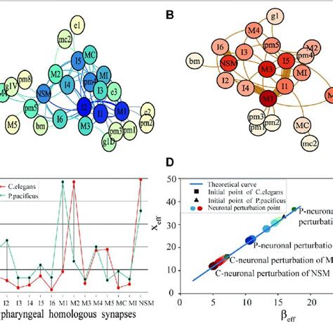 Comparison Of Function And Structure Of Synaptic Connectivity In Download Scientific Diagram