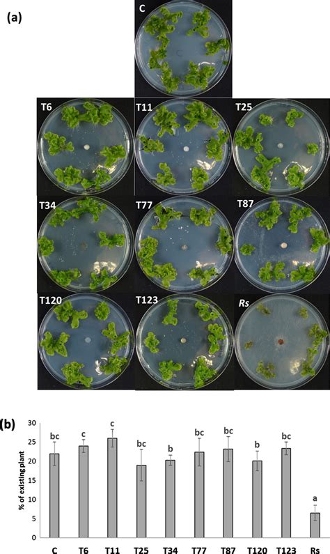 Trichoderma M Polymorpha Interaction On In Vitro Culture With Download Scientific Diagram