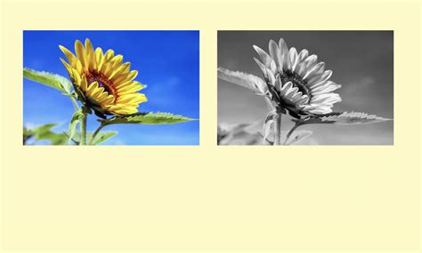Tailwind CSS How To Create A Black And White Image KindaCode