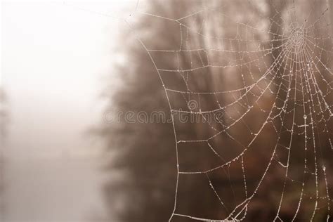 Spider Web With Glittering Drops Of Frost On A Foggy Winter Day In The