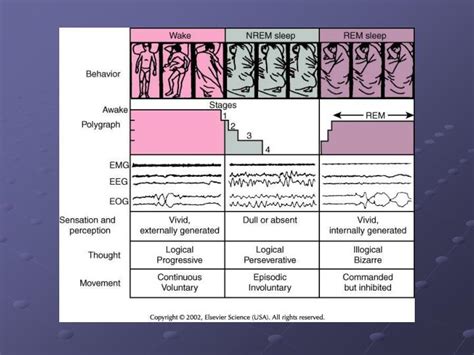 PPT EEG Patterns During Sleep PowerPoint Presentation Free Download ID 3367784