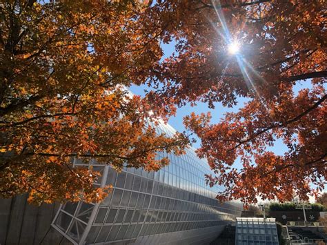 20 Types Of Trees In Oklahoma With Pictures House Grail