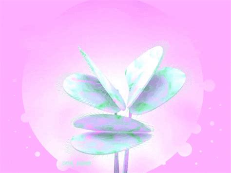 Pink Coquette Venus Fly Trap 