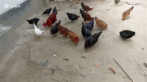 ১০ টি দেশি মুরগি পালনে লাভ লস।deshi Murgi Youtube