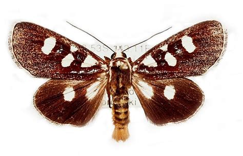 Agaristinae Australian Moths Online
