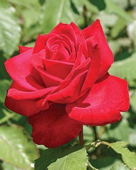 Heavenly Scented Hybrid Tea Rose Shop Roses Spring Hill Nurseries