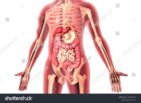 장기가 있는 인체의 해부학 3d 그림 스톡 일러스트 2163803811 Shutterstock