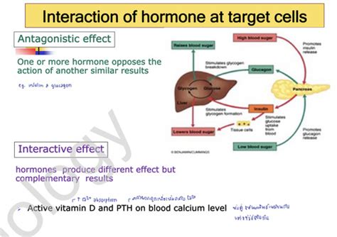 Biol 240b Ch 16 Endocrine System 2 Flashcards Quizlet
