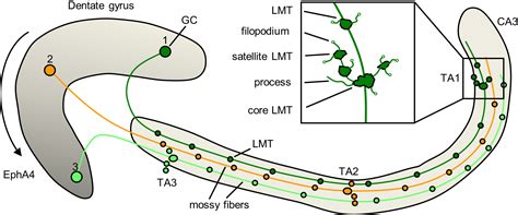 Topography In Hippocampal Mossy Fiber Plasticity Neuron