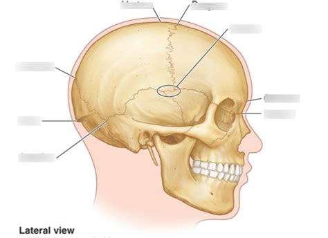 Vertex Anatomy