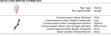 Castanea Sativa Cv Verdole Morphological Traits According To Upov Download Scientific Diagram