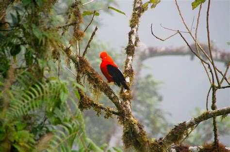 Gran Foto Tour En La Selva Amazónica Las Mejores Fotografías Del Mundo