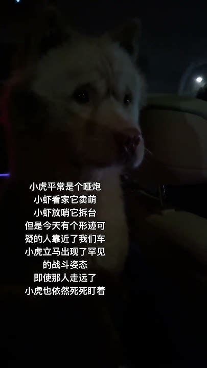 谁说土松不好啊，再胆小的土松都能展现出超强的责任心 土松 中华田园犬 Youtube