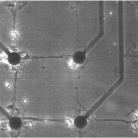 Pdf Dynamical Systems With Applications Using Matlab®