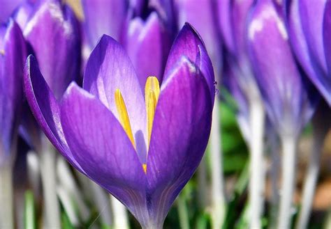 Purple Passion Photograph By Dawn Denner Fine Art America