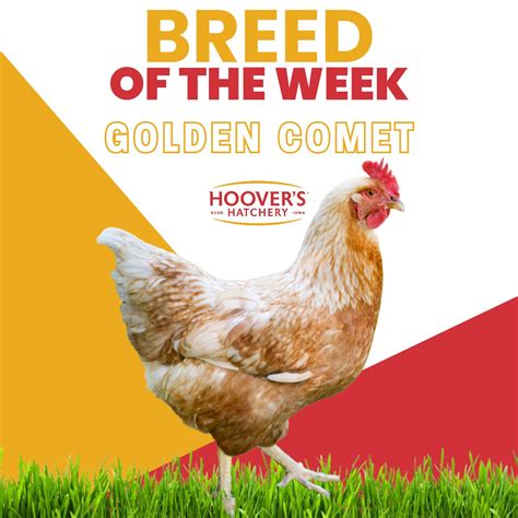 🐔golden Comets Are A Great Sex Link Hoovers Hatchery Facebook