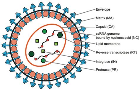 Viral Vectors 101 The Retroviral Lifecycle