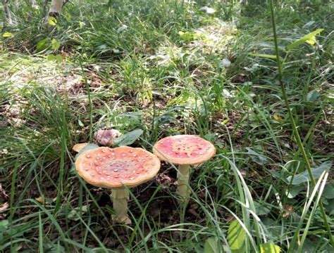 烏拉蓋草原深處美麗的毒蘑菇實拍 每日頭條