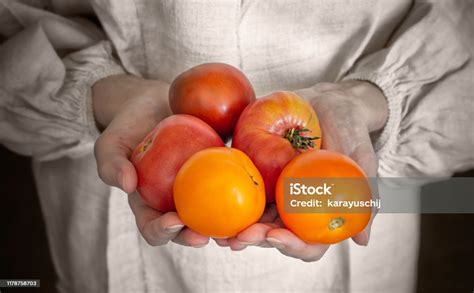 시골 여자 농부는 다섯 빨간색과 육즙 토마토를 들고있다 건강한 생활방식에 대한 스톡 사진 및 기타 이미지 건강한 생활방식 건강한 식생활 고급 Istock