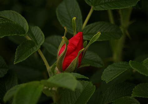 Yellow Rose Bud