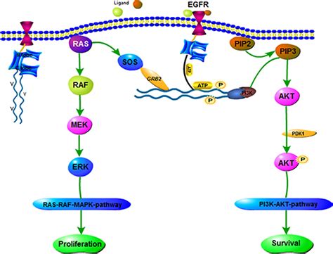 Epidermal Growth Factor Receptor Egfr A Rising Star In The Era Of