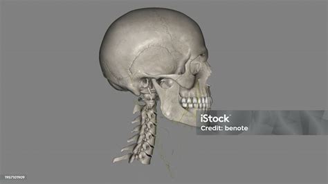 Facial Lymph Nodes Lymphatic Drainage Of The Orbit And Periocular