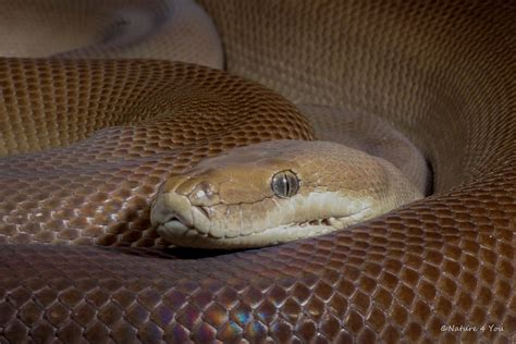 Olive Python Liasis Olivaceus Olivaceus Captive Tie Eipper Flickr