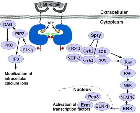 Schematic Diagram Showing Several Fgf Signaling Pathways Fgfr Is