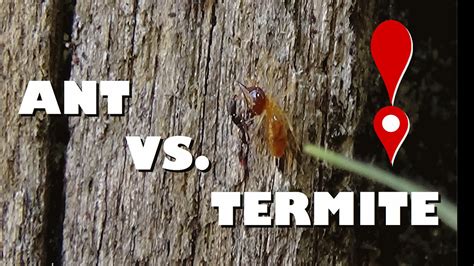 Ants Vs Termites The Shocking Truth About Who Wins This War