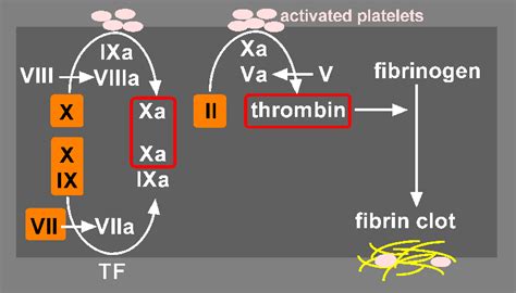 Prothrombin Complex Concentrate A General Antidote For Oral Anticoagulation Intechopen