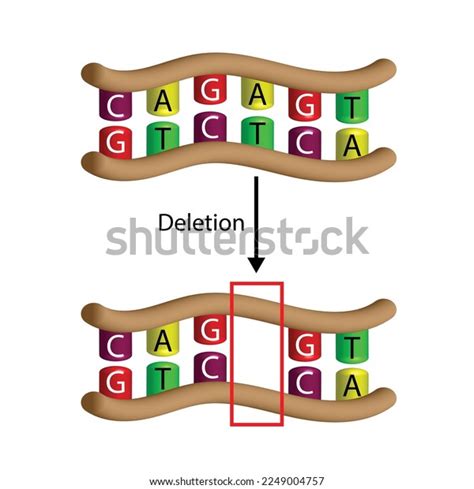 Deletion Mutation Loss One More Nucleotides Stock Vector Royalty Free 2249004757 Shutterstock