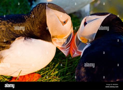 The Atlantic Puffin A Pelagic Seabird Shown Here In Breeding Colors