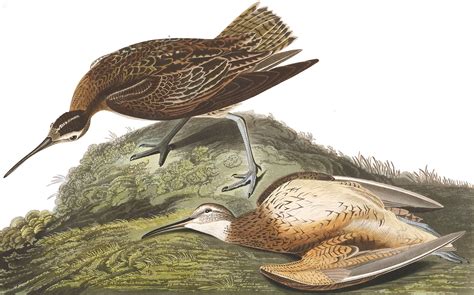 The Eskimo Curlew Hasnt Been Seen In 55 Years Is It Time To Declare