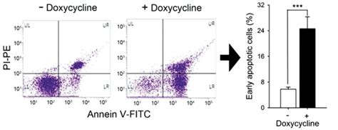 Cell Apoptosis Definition Pathways And Assay Boc Sciences