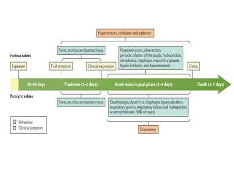 Rabiespptxepidemiologypathophysiologyclinical Features And