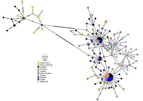 Minimum Spanning Network Msn The Msn Inferred From Mtdna Cyt B Gene