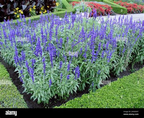 Top 999 Salvias Images Amazing Collection Salvias Images Full 4k