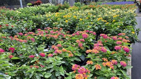 Flower Garden Installation Naples Garden Landscaping