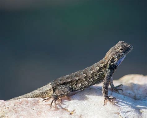 What Do Blue Belly Lizards Eat