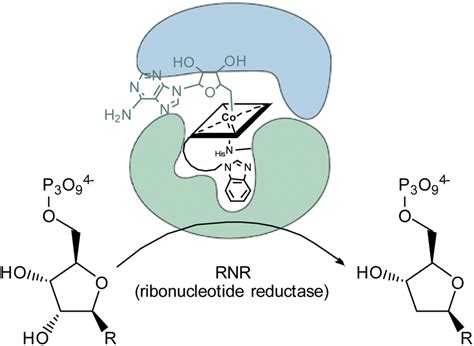 Schematic Representation Of The Conversion Of Ribonucleotides To