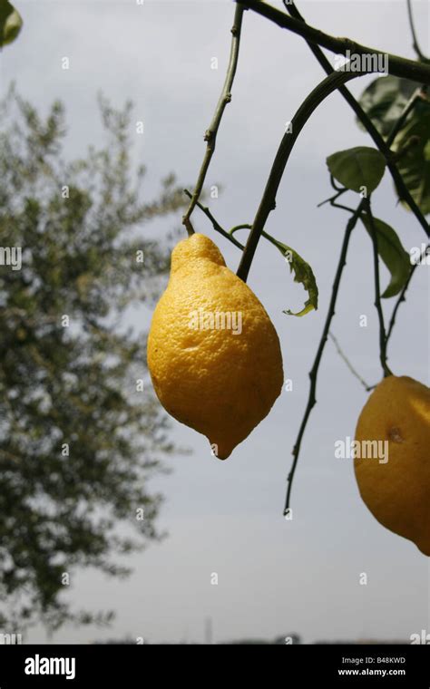 Two Lemons Growing On Tree Stock Photo Alamy