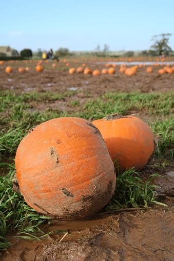 할로윈을 위해 판매 할 준비가 진흙 밭에서 성장하는 잘 익은 오렌지 호박호박 패치의 이미지 전경에 초점을 맞추고 0명에 대한 스톡 사진 및 기타 이미지 Istock