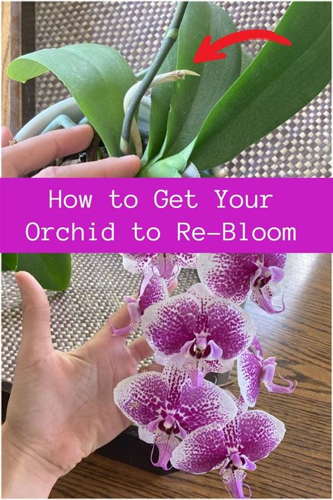 How To Get Your Orchid To Re Bloom Orchids Indoor Orchids Orchids