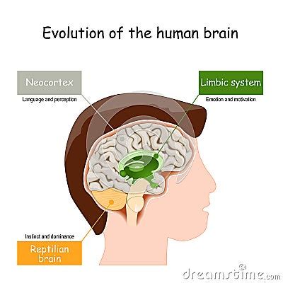 Brain Evolution From Reptilian Brain To Limbic System And Neocortex