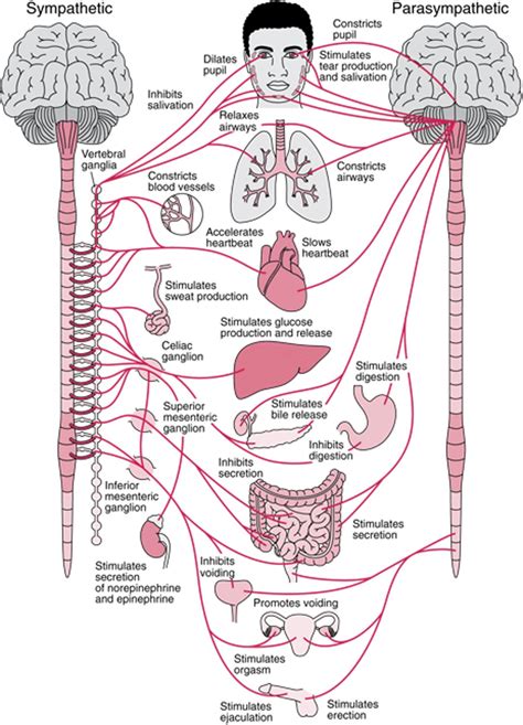 Overview Of The Autonomic Nervous System Neurologic Disorders Msd Manual Professional Edition