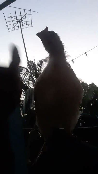 আমার মুরগ Youtube